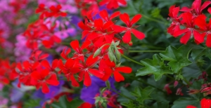 Blog sul Giardinaggio: consigli per orto e giardino