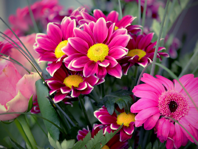 Gerbera: come coltivarla?