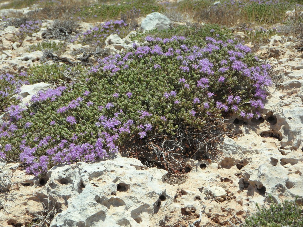 Timo serpillo (o Thymus serpyllum): piante aromatiche fiorif