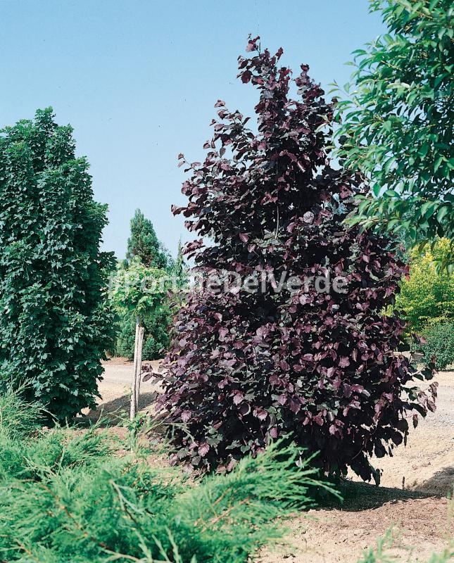 Corylus COLURNA 'TE TERRA RED'