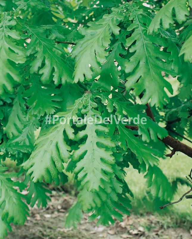 Quercus FRAINETTO = CONFERTA