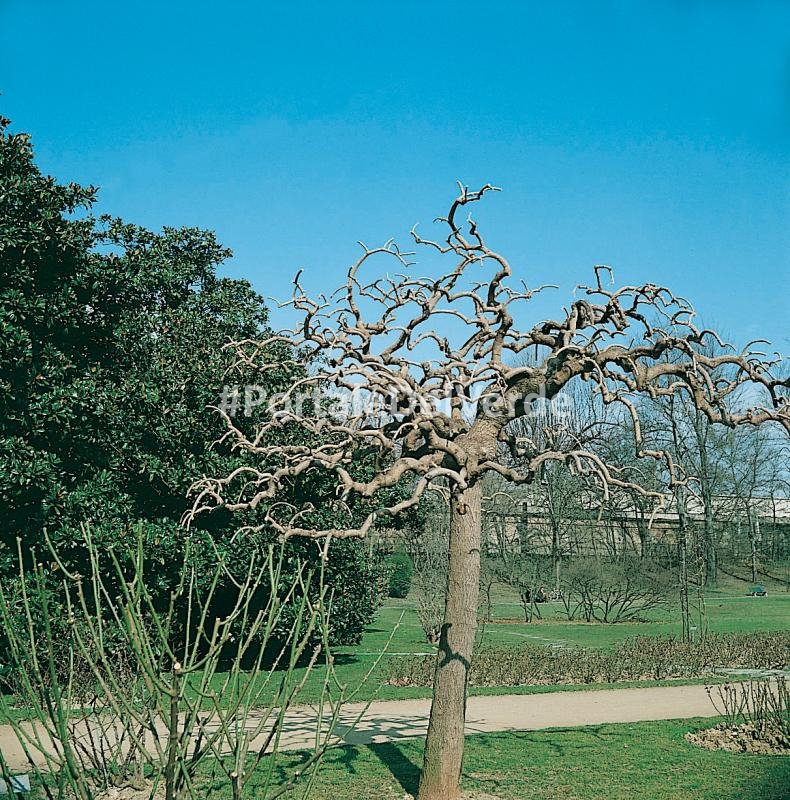 Sophora JAPONICA 'PENDULA'