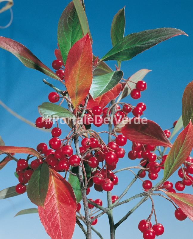 Aronia ARBUTIFOLIA 'BRILLIANT'