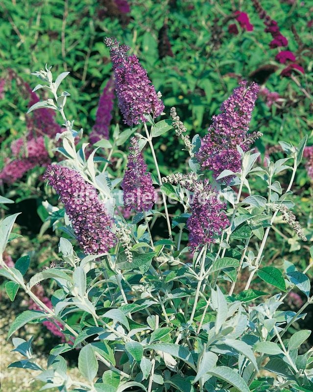 Buddleja Davidii