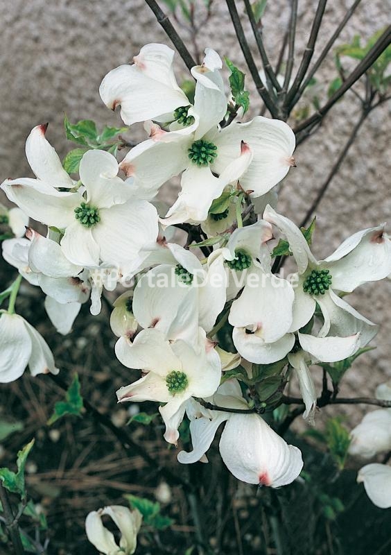 Cornus florida - Descrizione e Caratteristiche