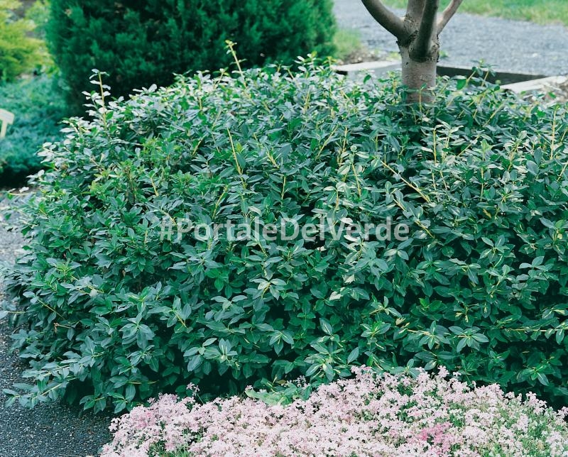 Euonymus FORTUNEI 'COLORATUS'