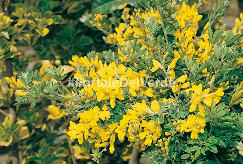 Genista PORLOCK