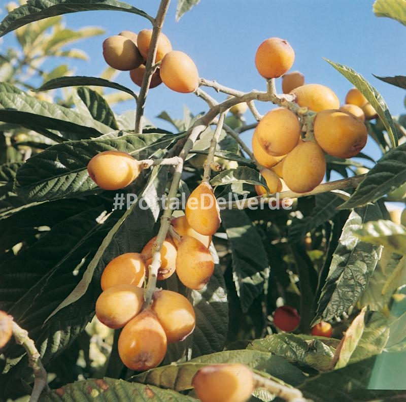Eriobotrya JAPONICA