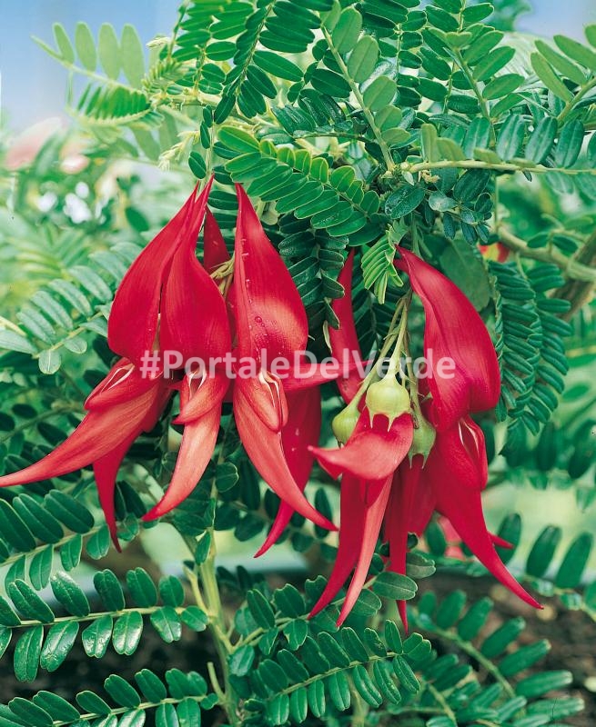 Clianthus PUNICEUS