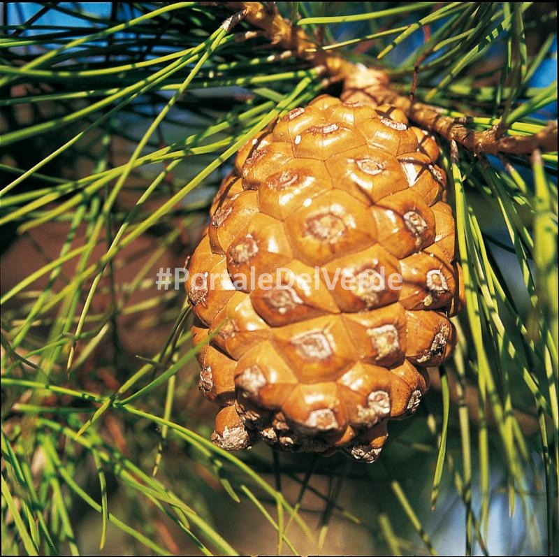 Pinus PINEA