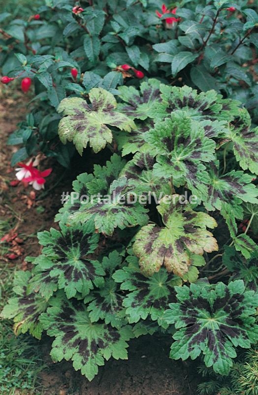 Geranium phaeum 'Samobor': piante perenni coprisuolo