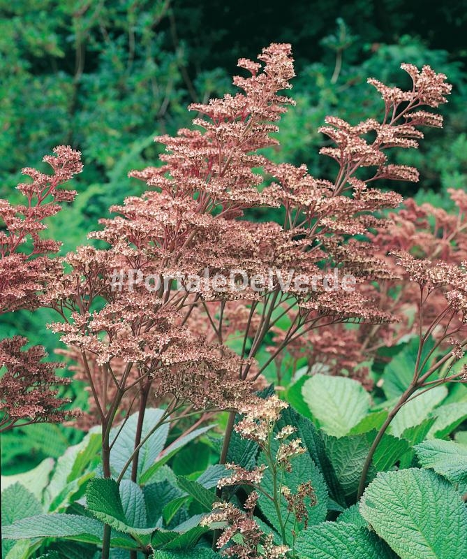 Rodgersia pinnata 'Superba': piante perenni a fiori rosa