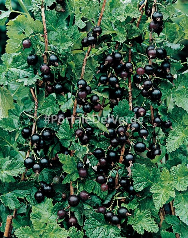 Ribes, come si coltiva e si pota questa pianta da frutto