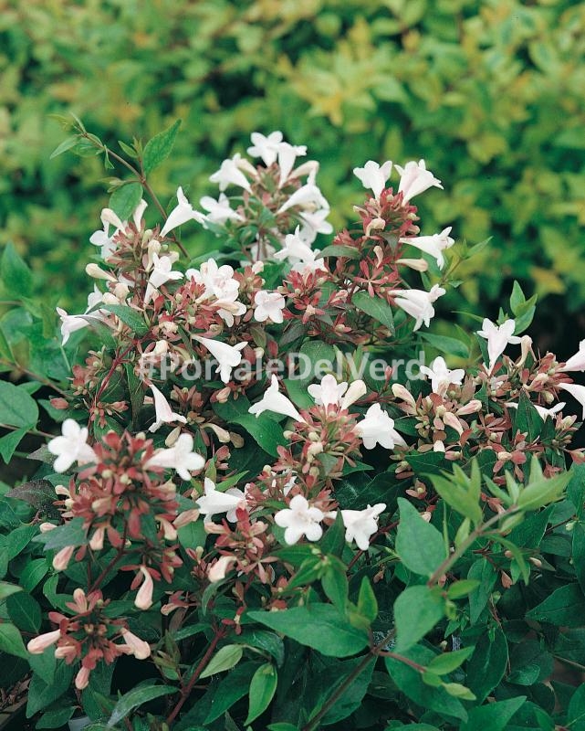 Abelia x GRANDIFLORA 'PROSTRATA'