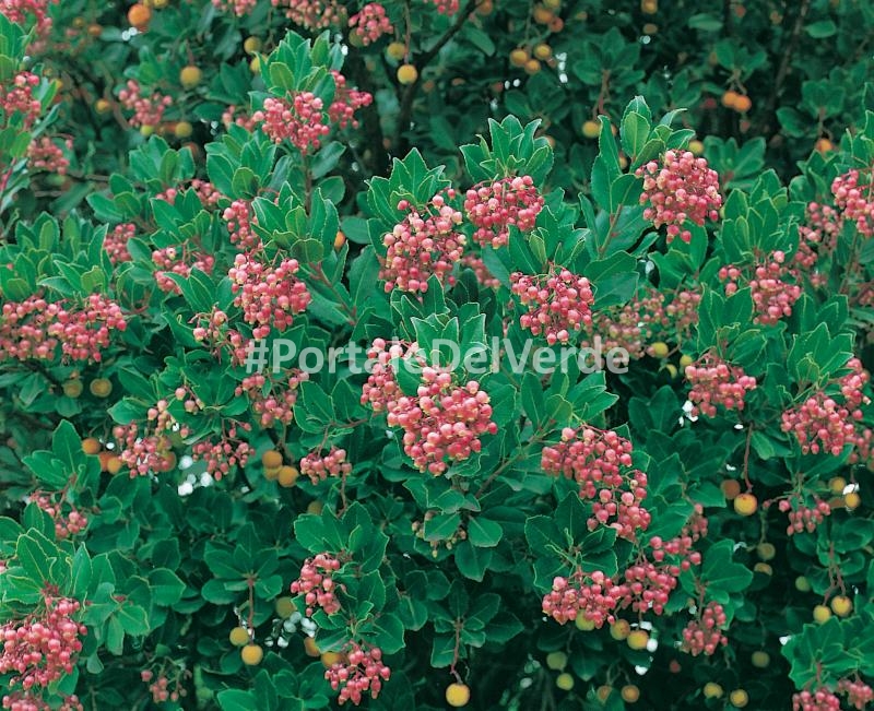 Arbutus UNEDO 'RUBRA'