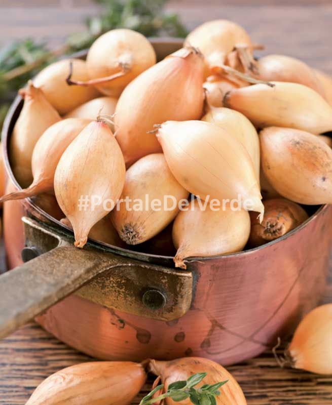 Scalogno - Allium ascalonicum - Scheda tecnica