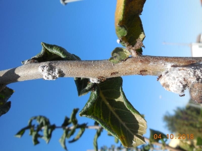 Le domande all'esperto su Muffa